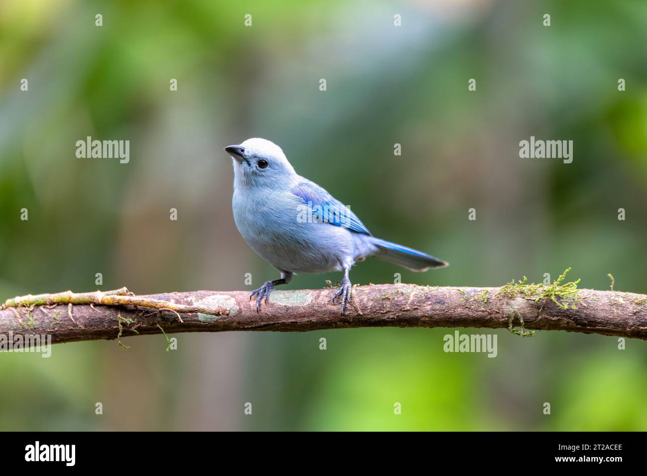 Blue-gray tanager (Thraupis episcopus) is a medium-sized South American ...