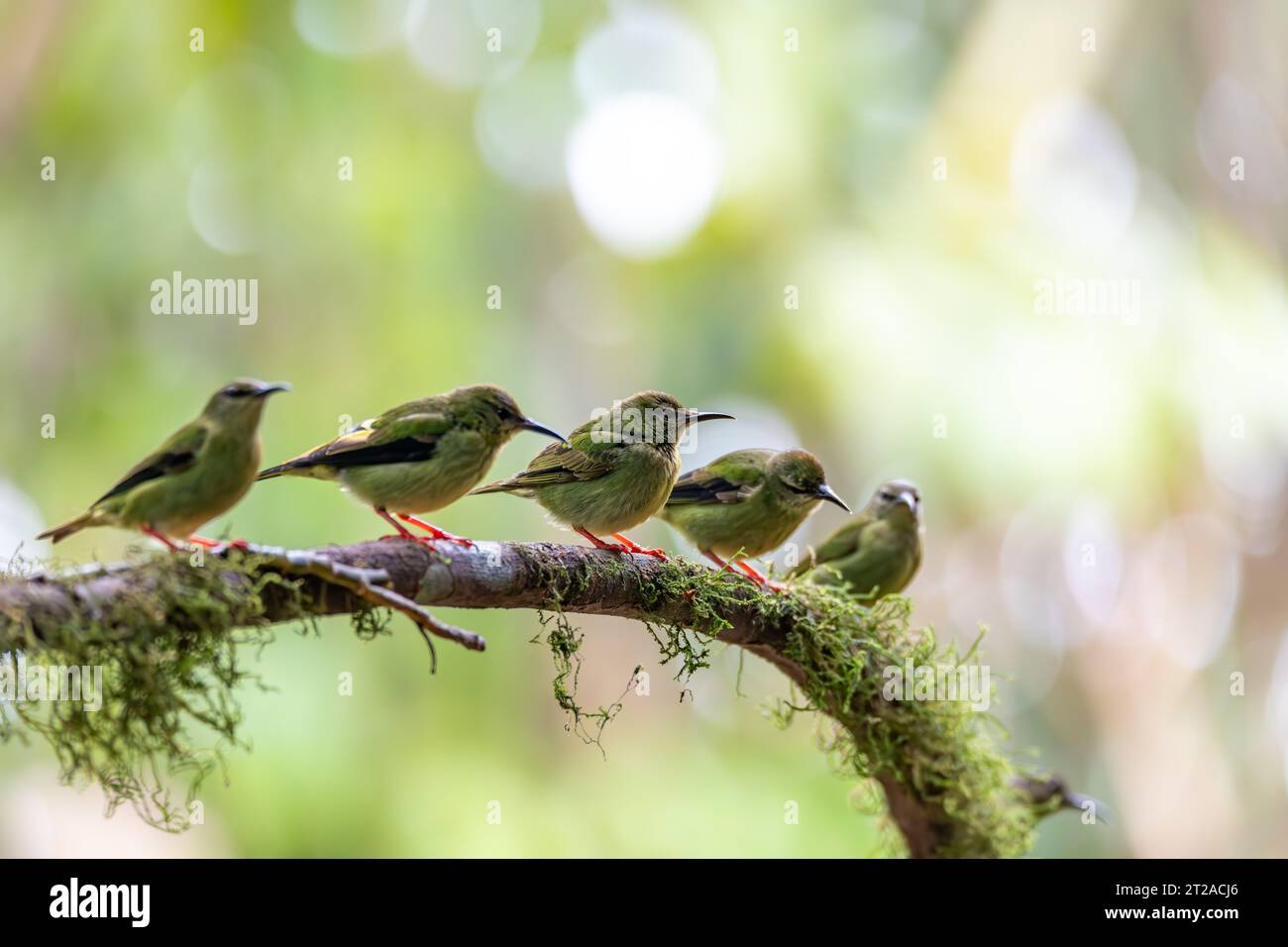 Female of Red-legged honeycreeper (Cyanerpes cyaneus), small songbird ...