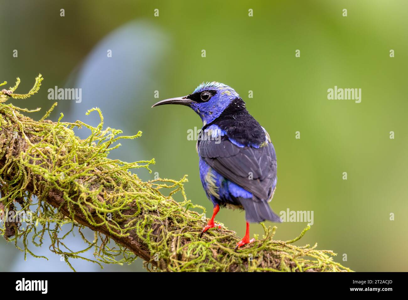 Male of Red-legged honeycreeper (Cyanerpes cyaneus), small songbird ...
