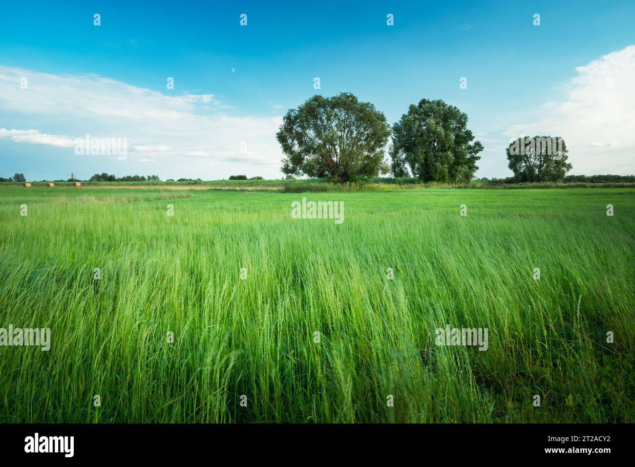 Meadow with trees close up hi-res stock photography and images - Alamy