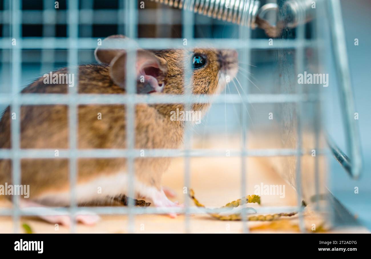 Mousetrapping hi-res stock photography and images - Alamy