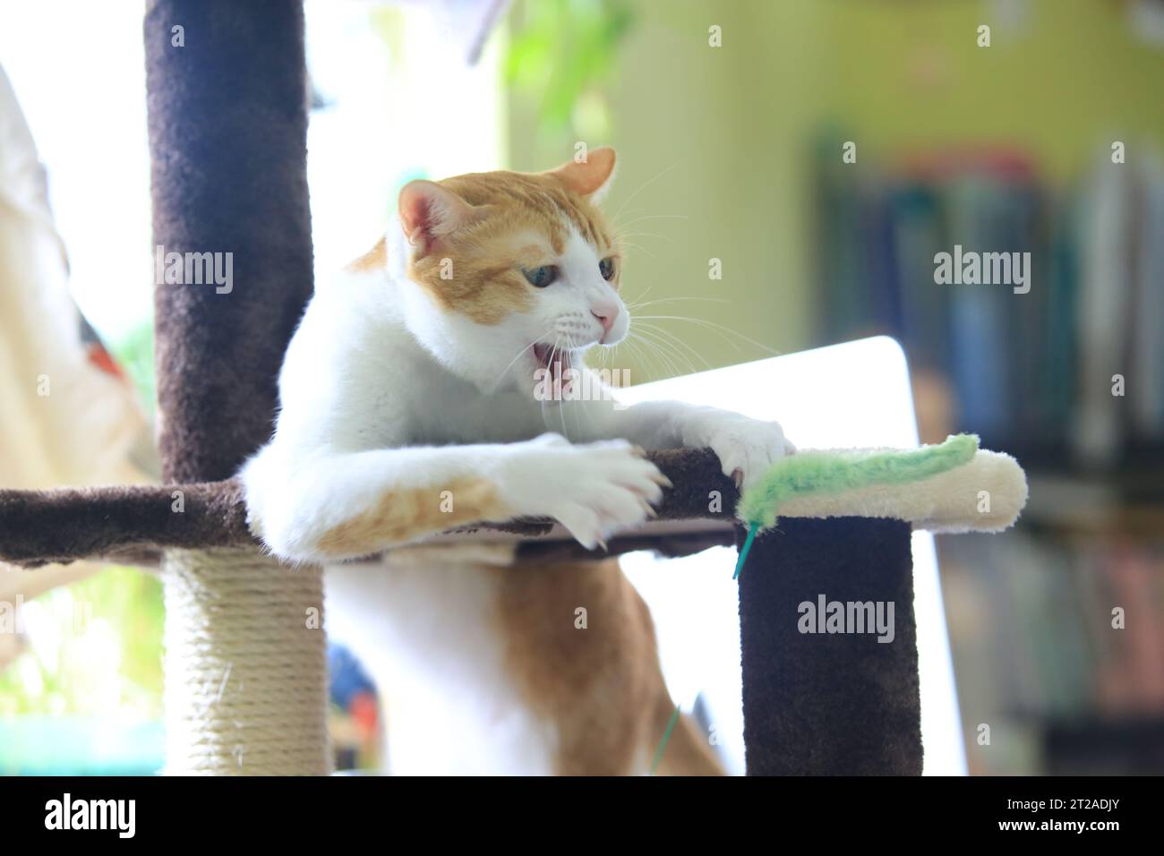 ginger cat feel angry when it face the cat teaser Stock Photo - Alamy