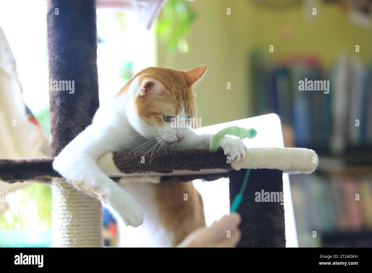 Angry cat scratch domestic hi-res stock photography and images - Alamy