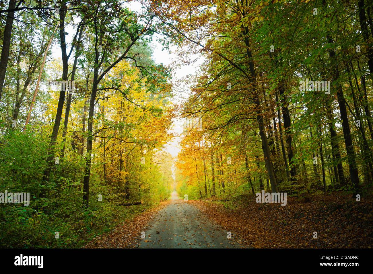 Road in the autumn forest, October day Stock Photo - Alamy