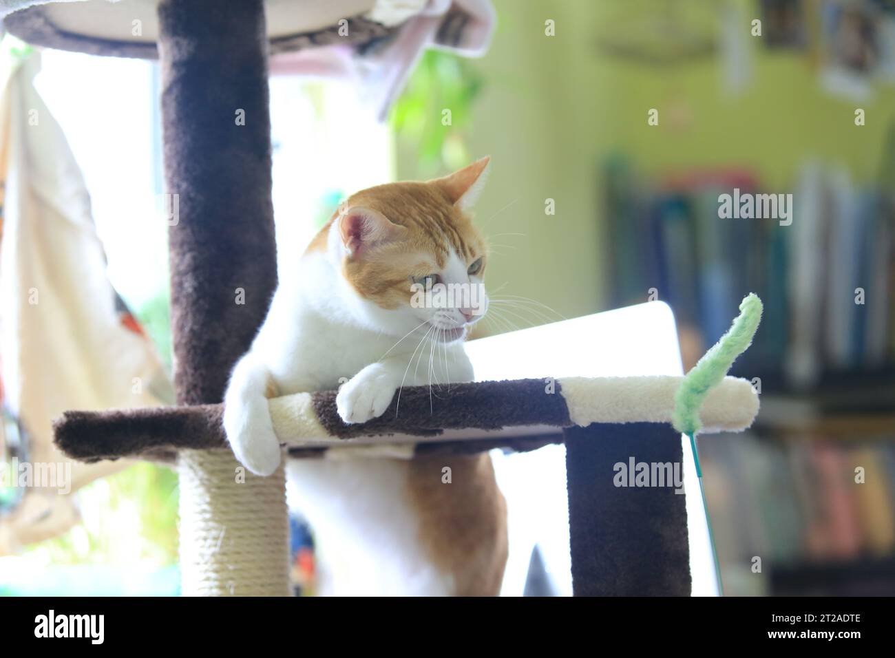ginger cat feel angry when it face the cat teaser Stock Photo - Alamy
