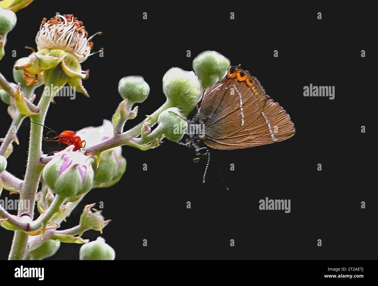 White-letter Hairstreak (Strymonidia w-album) adult resting on Bramble ...