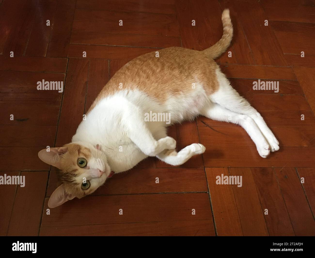Cute ginger cat on floor hi-res stock photography and images - Alamy