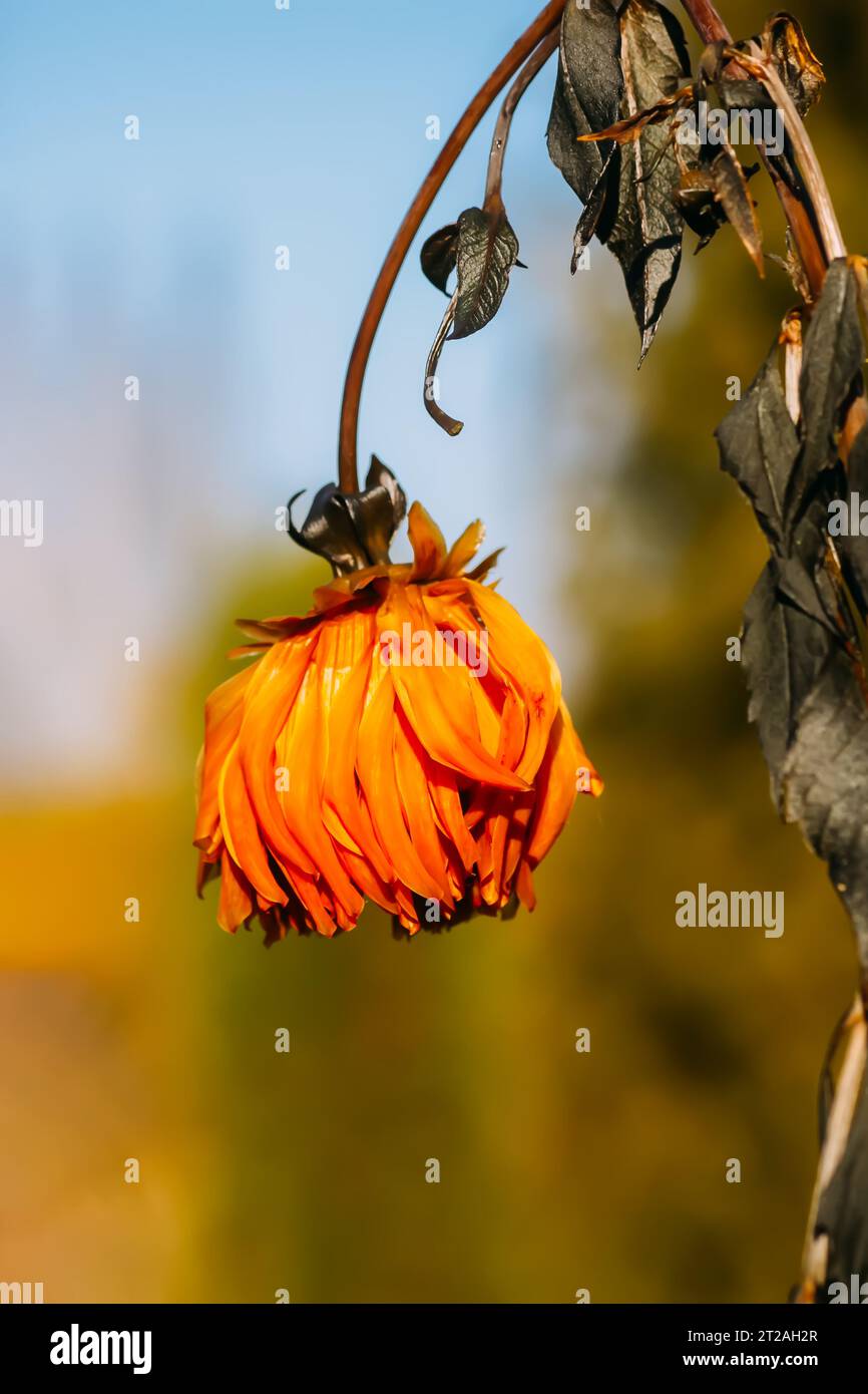 Frozen faded flower close up Stock Photo - Alamy