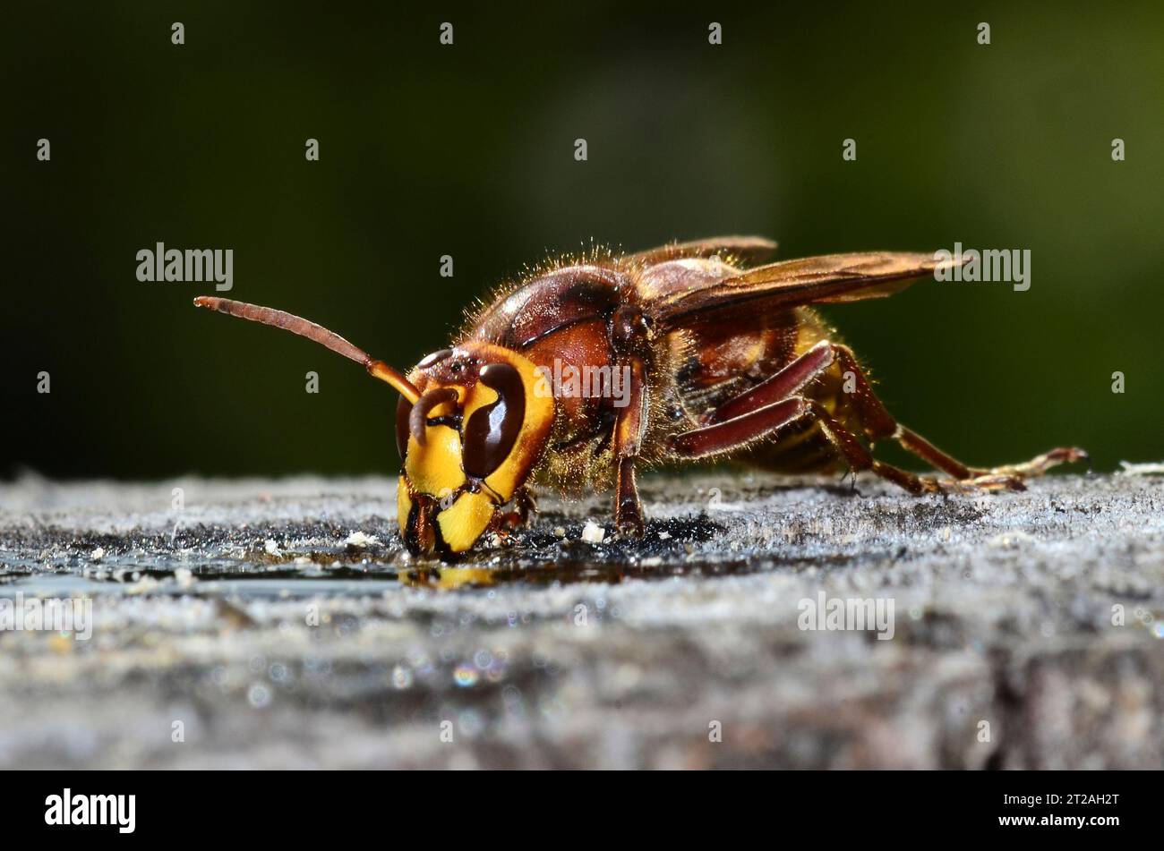 Hornet species hi-res stock photography and images - Alamy