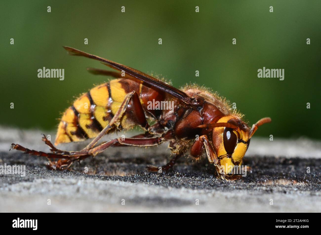 Hornet species hi-res stock photography and images - Alamy