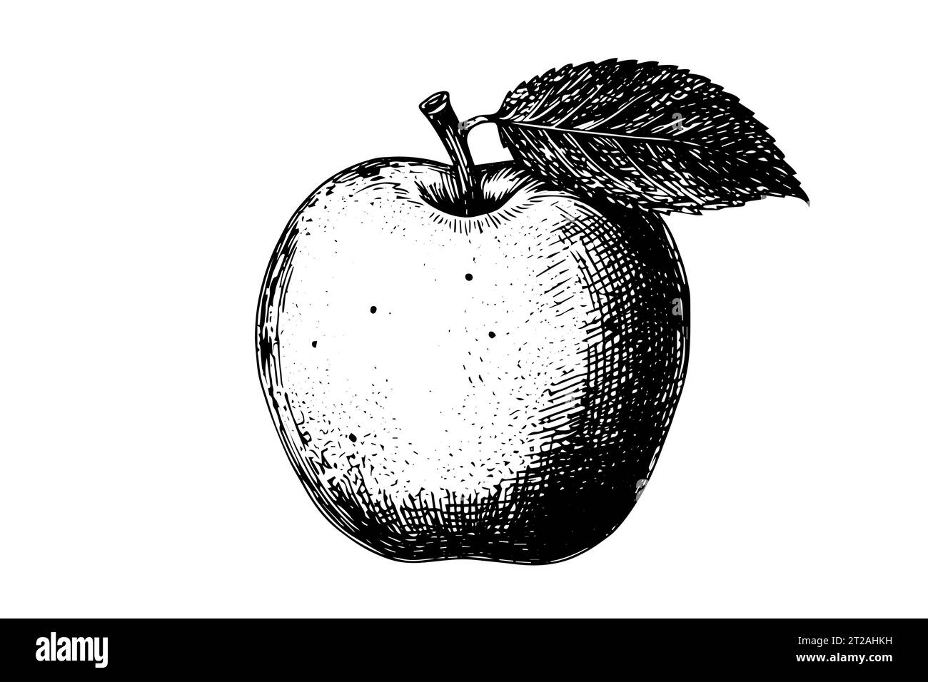 Apple fruit hand drawn ink sketch. Engraved style vector illustration ...