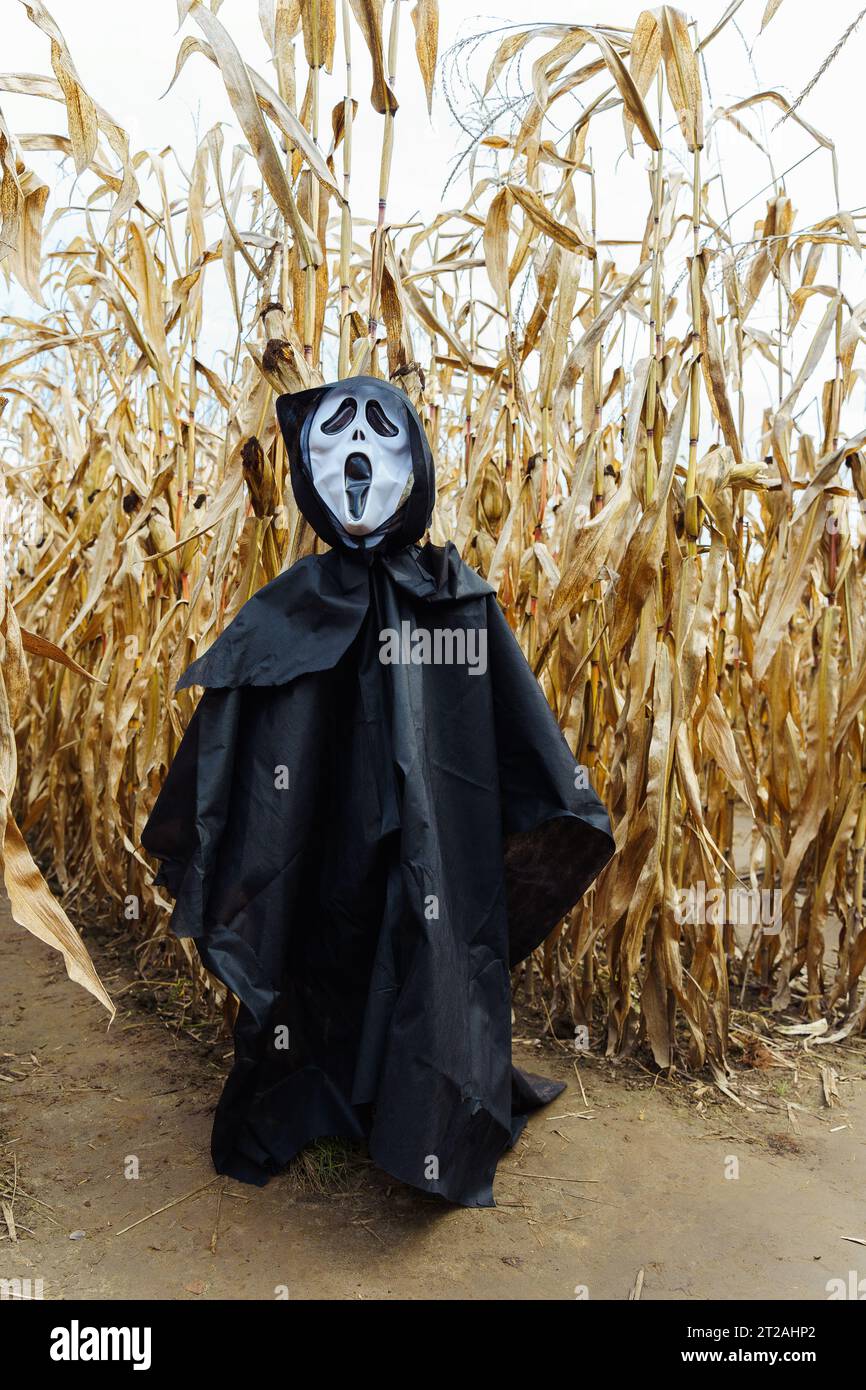 Cornfield decoratively decorated for All Saints' Day and Halloween with ...
