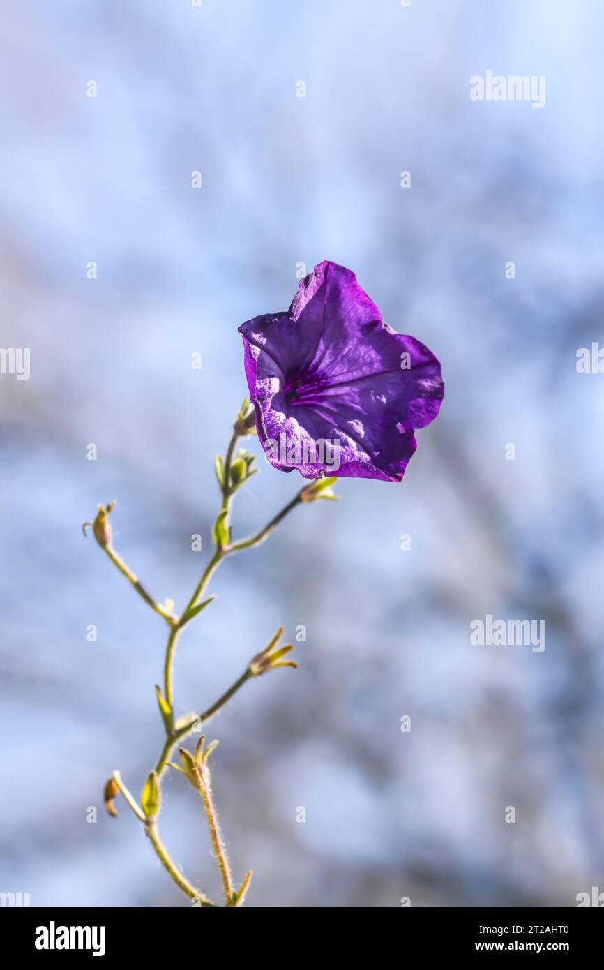 Single bright flower on blurred nature background Stock Photo - Alamy