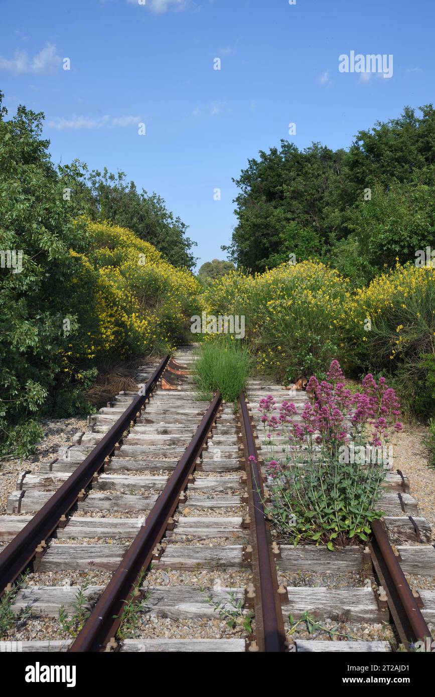 Weavers broom hi-res stock photography and images - Alamy