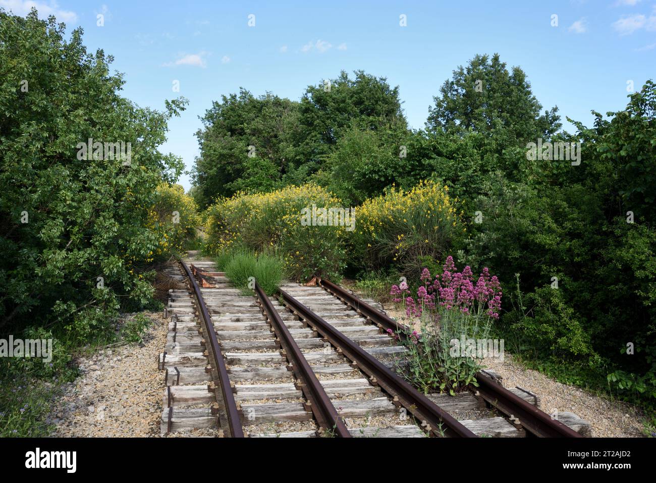 Weavers broom hi-res stock photography and images - Alamy
