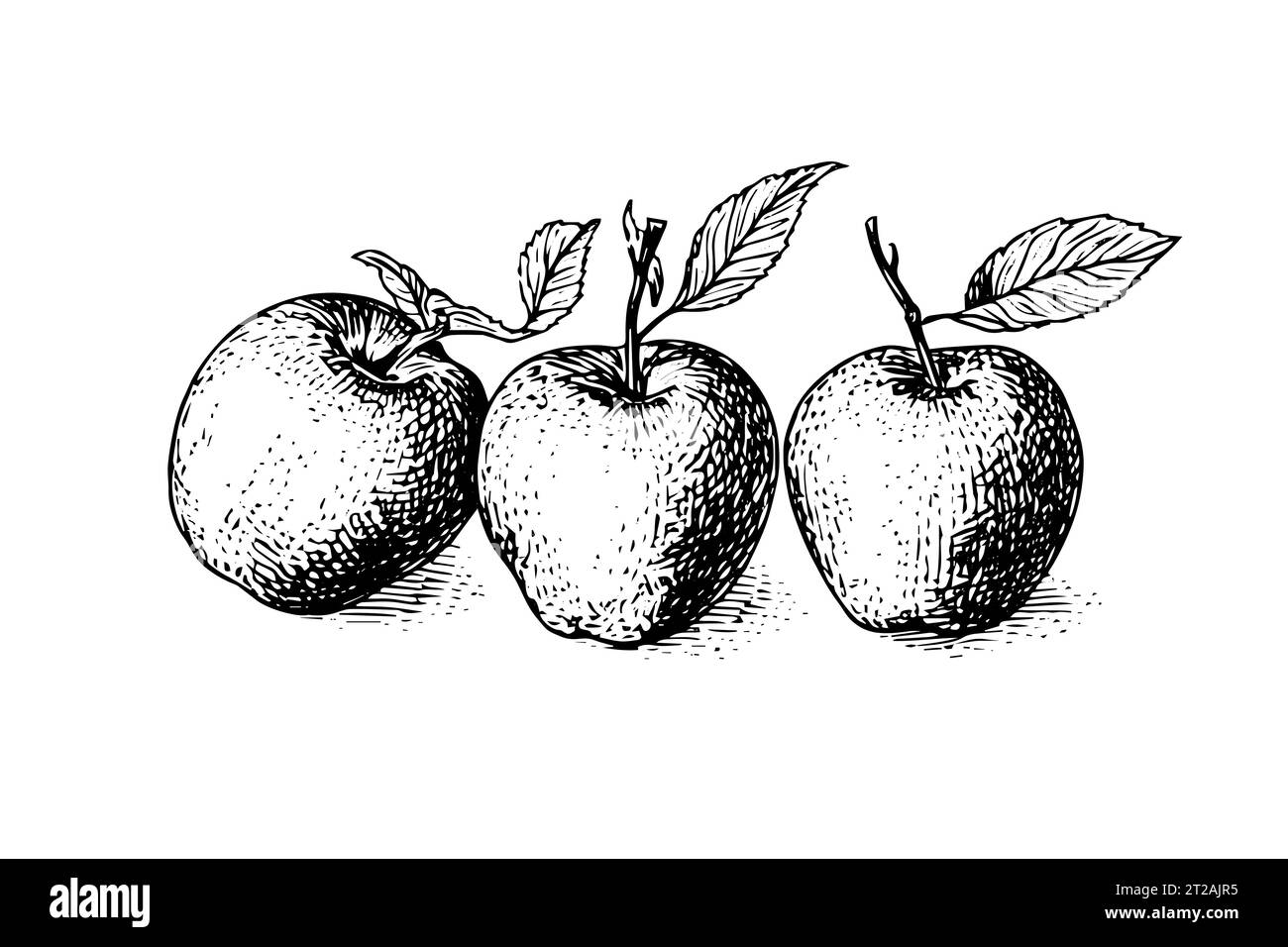 Apple fruit hand drawn ink sketch. Engraved style vector illustration ...