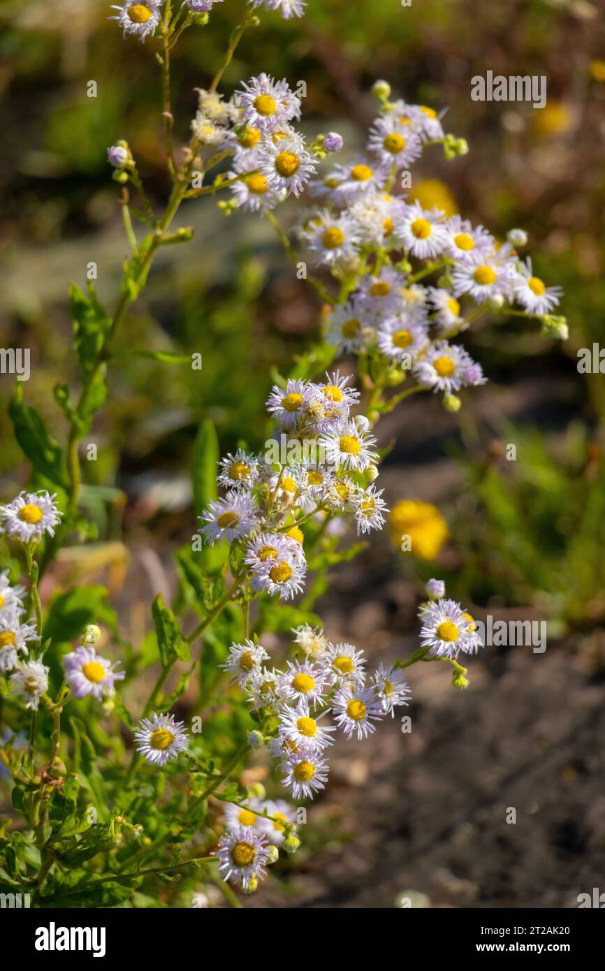 World of daisy hi-res stock photography and images - Alamy
