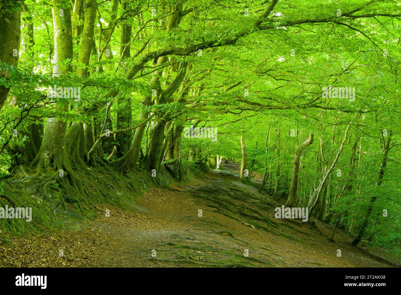Common beech (Fagus sylvatica) trees in woodland on Wellington Hill in ...