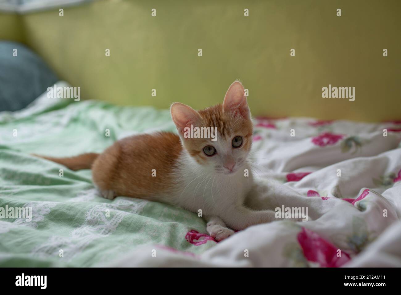 soft kitten in the bedroom Stock Photo - Alamy