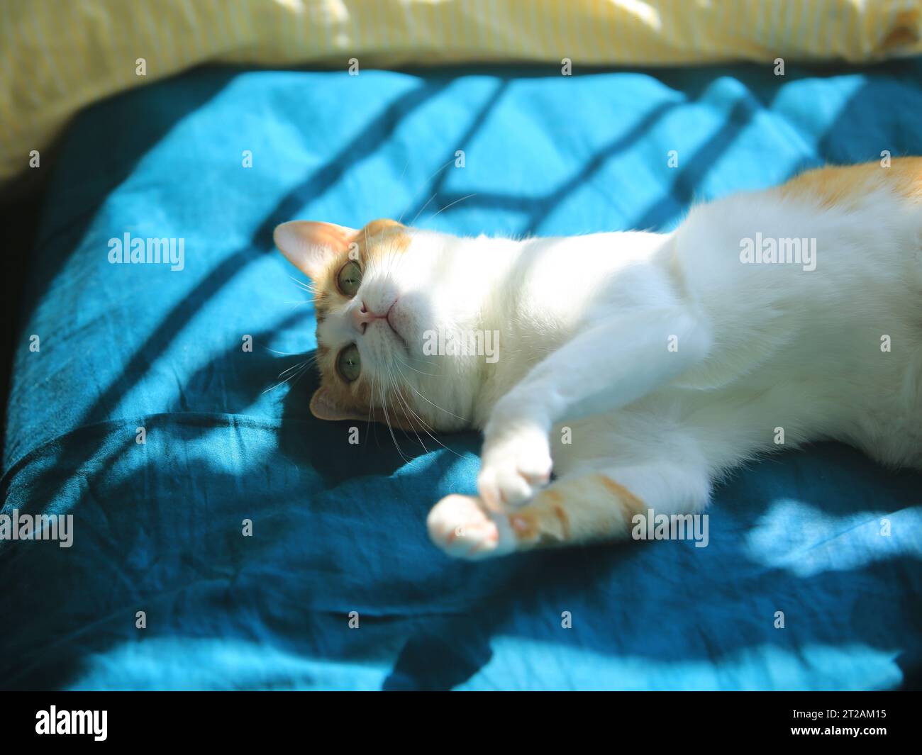 Play with the cat hi-res stock photography and images - Alamy