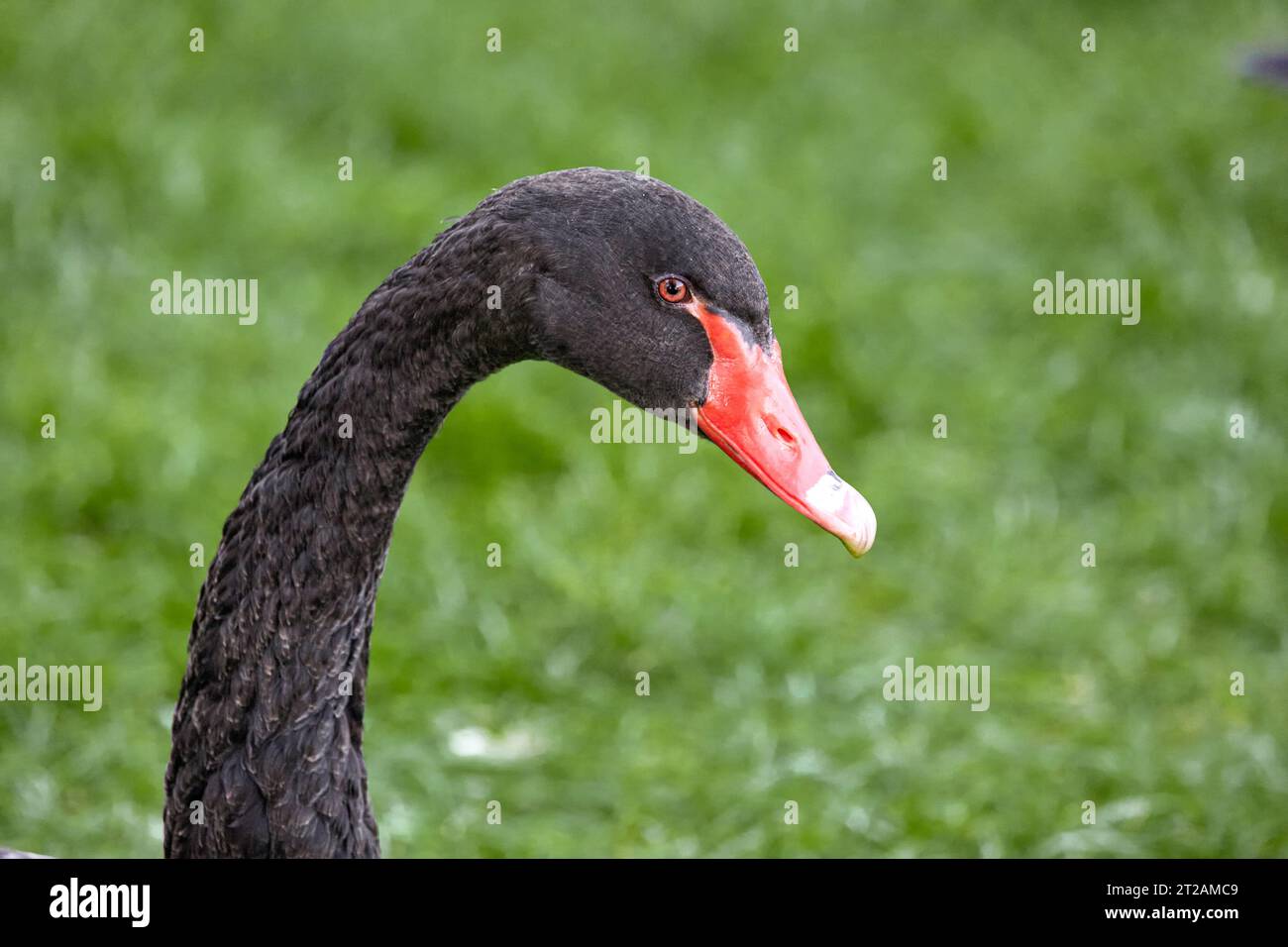 Image of a black swan head looking straight into the frame Stock Photo ...