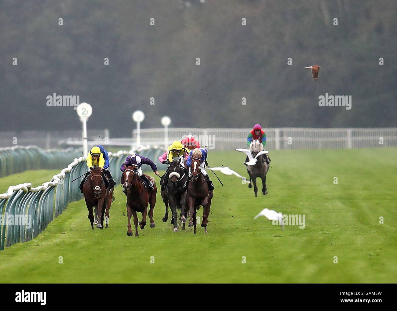 A bird of prey flies past the runners and riders in the Watch Irish ...