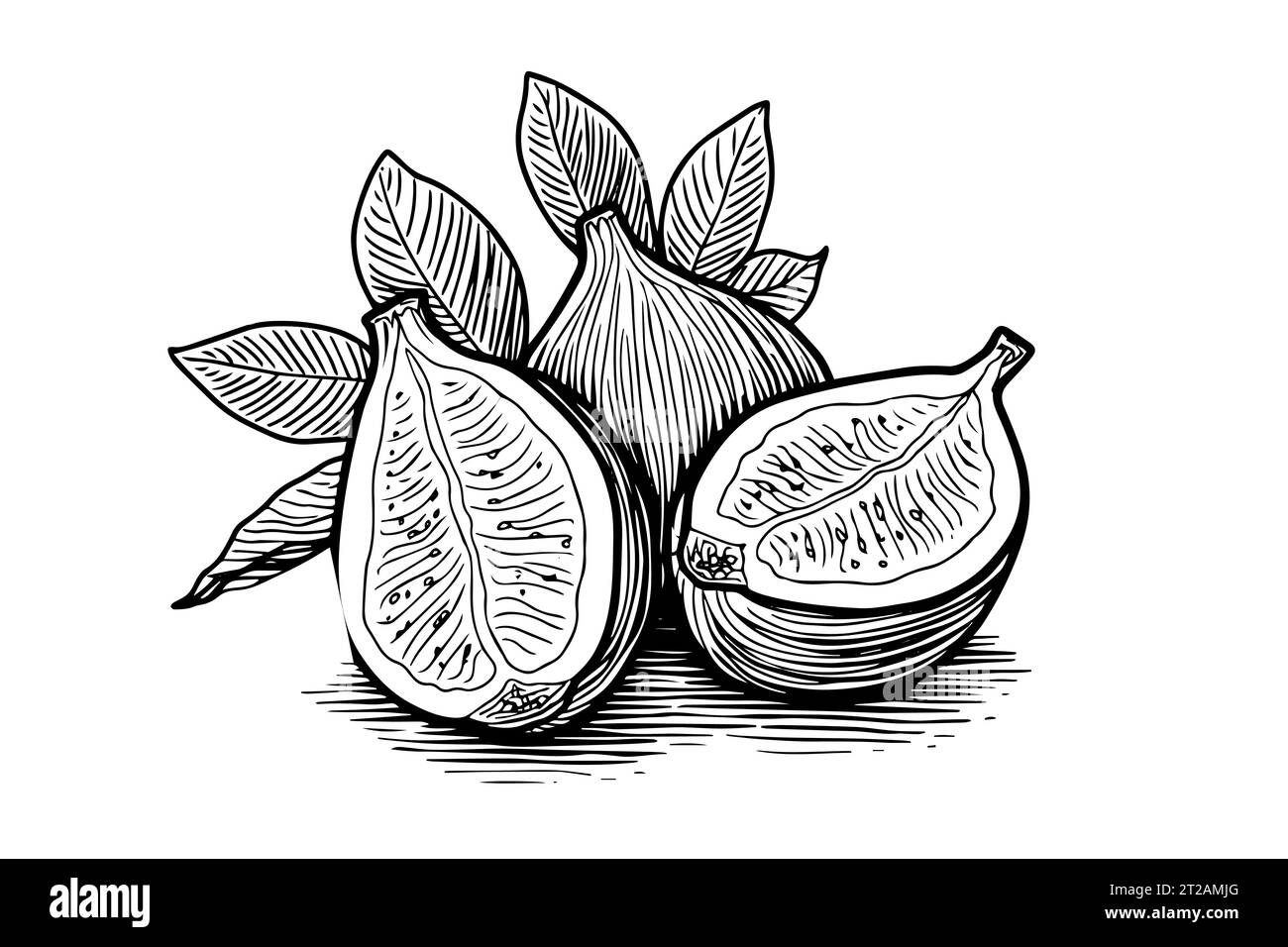 Figs fruit hand drawn ink sketch. Engraved style vector illustration ...