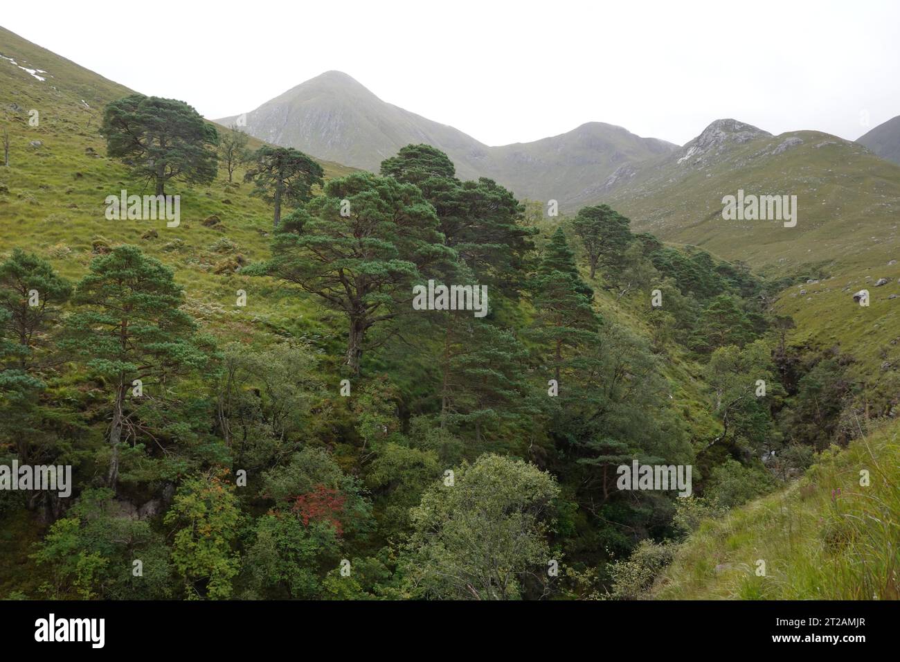 Scots Pine in on mountainside Glen Etive, Scottish Highlands Stock ...