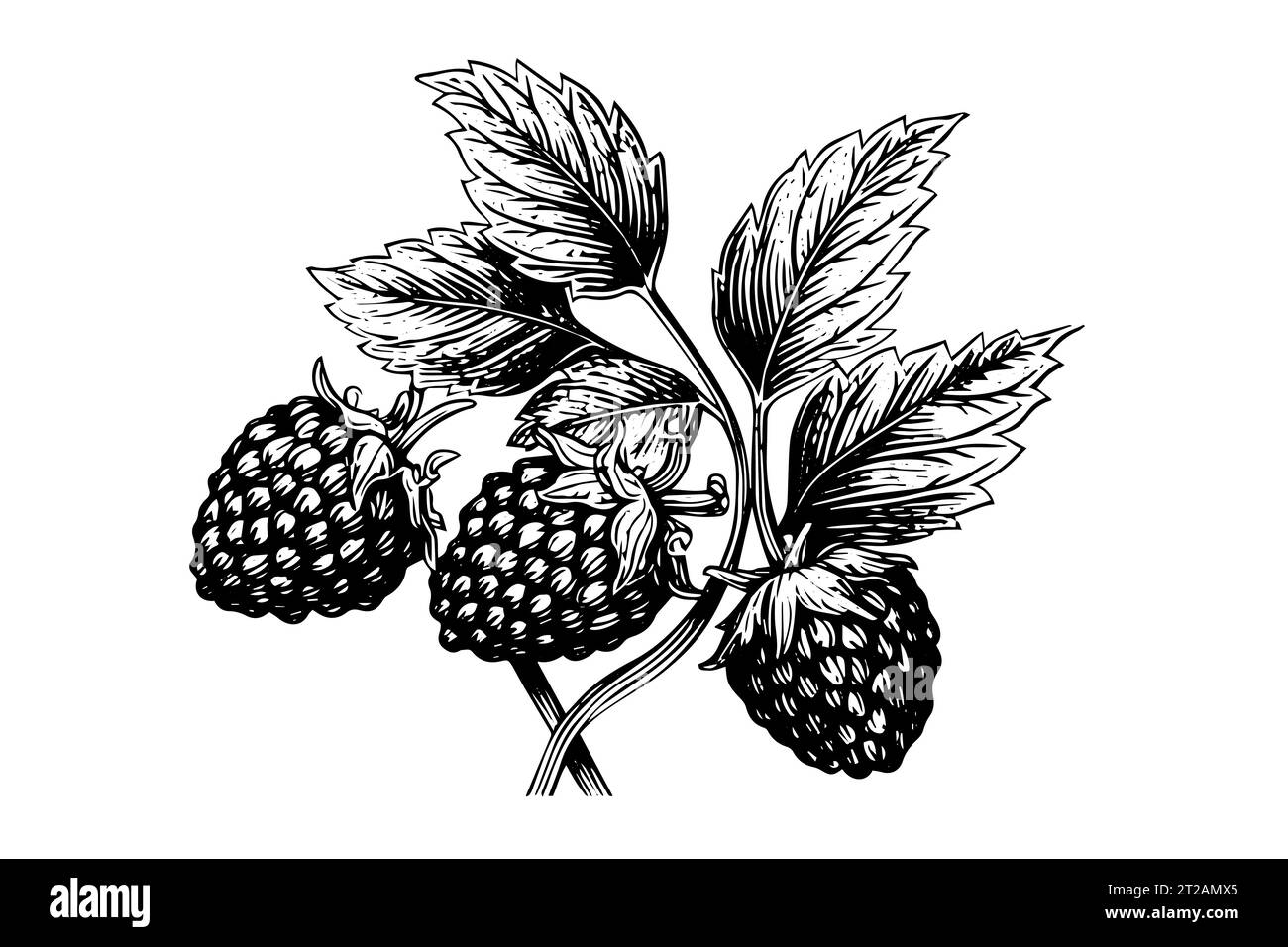Blackberry fruit hand drawn ink sketch. Engraved style vector ...