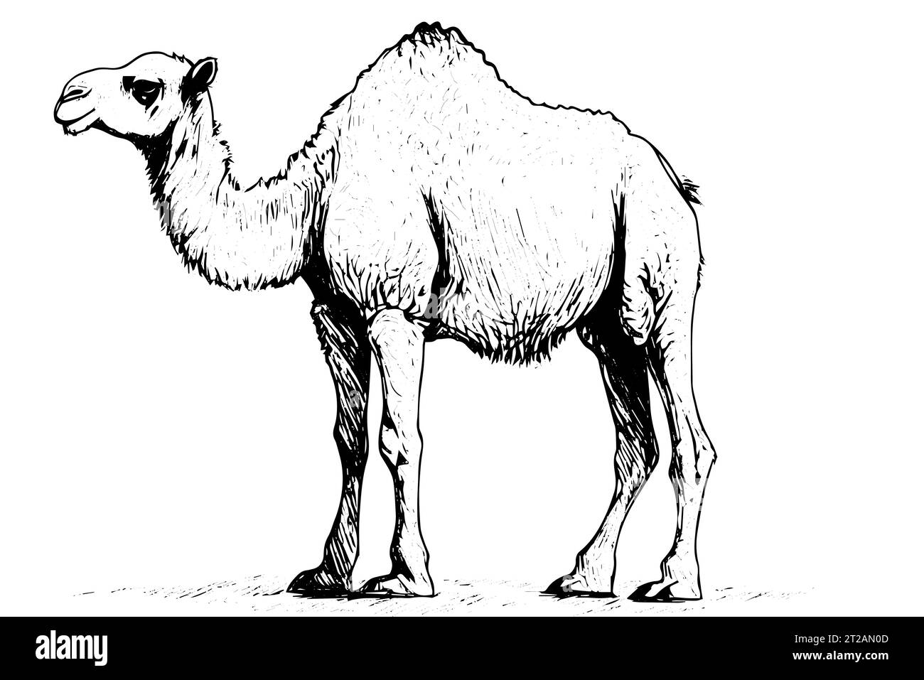 Camel hand drawn ink sketch. Engraved style vector illustration Stock ...