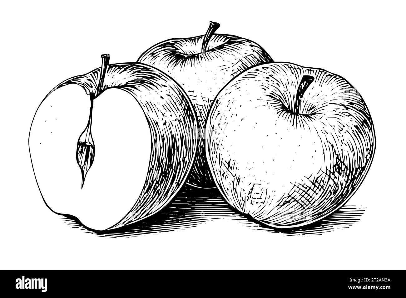 Apple fruit hand drawn ink sketch. Engraved style vector illustration ...