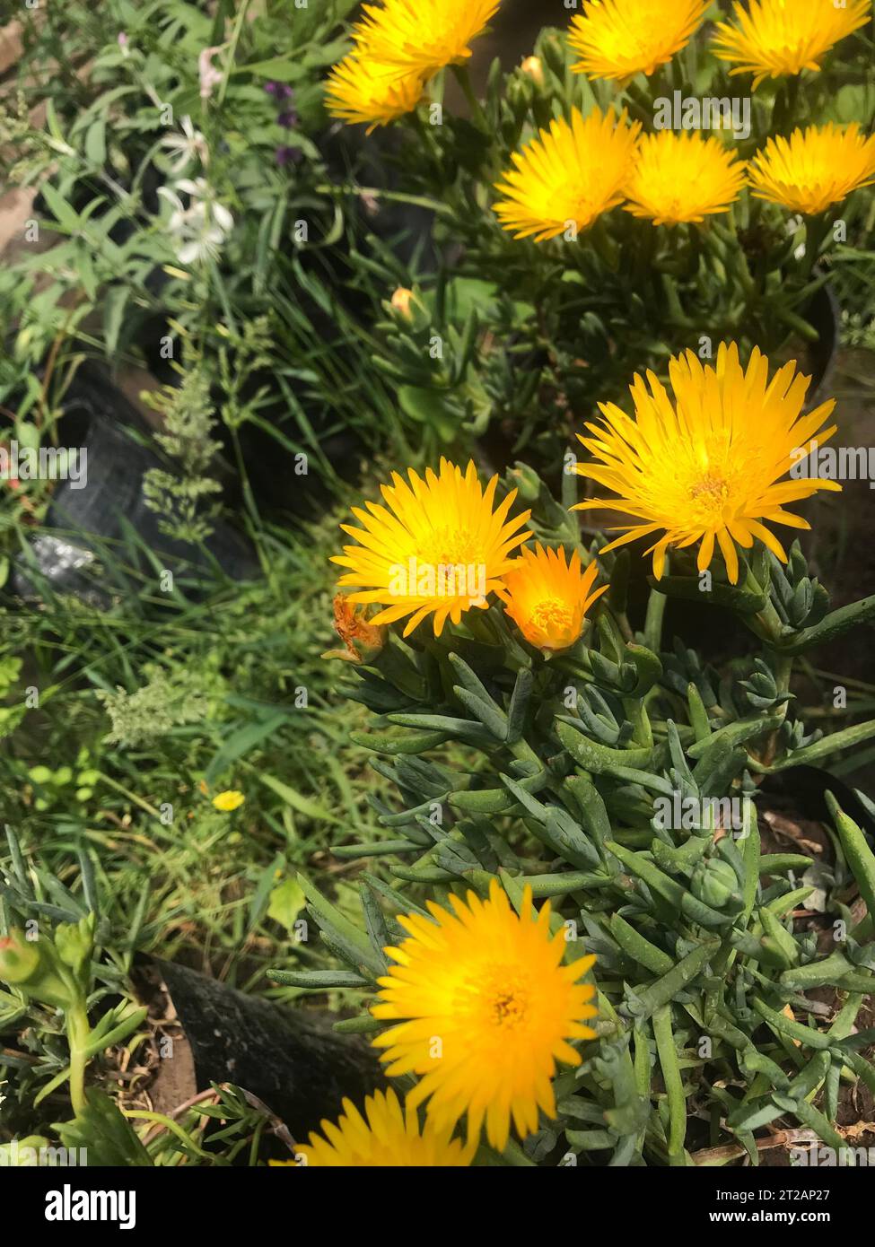 Lampranthus plant hi-res stock photography and images - Alamy