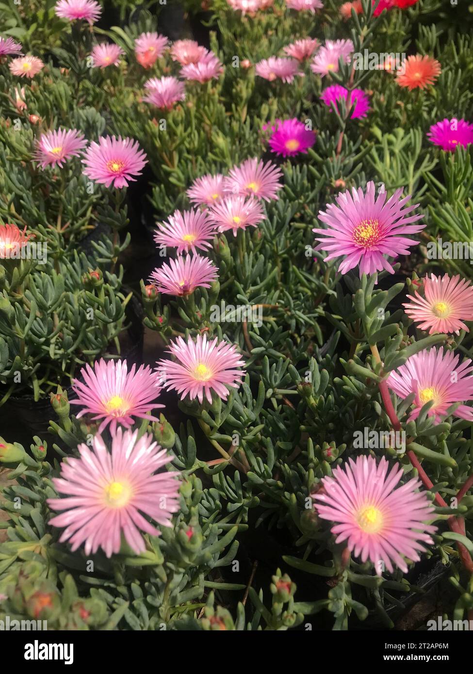 lampranthus multiradiatus. sunbeams blooming in the garden Stock Photo ...