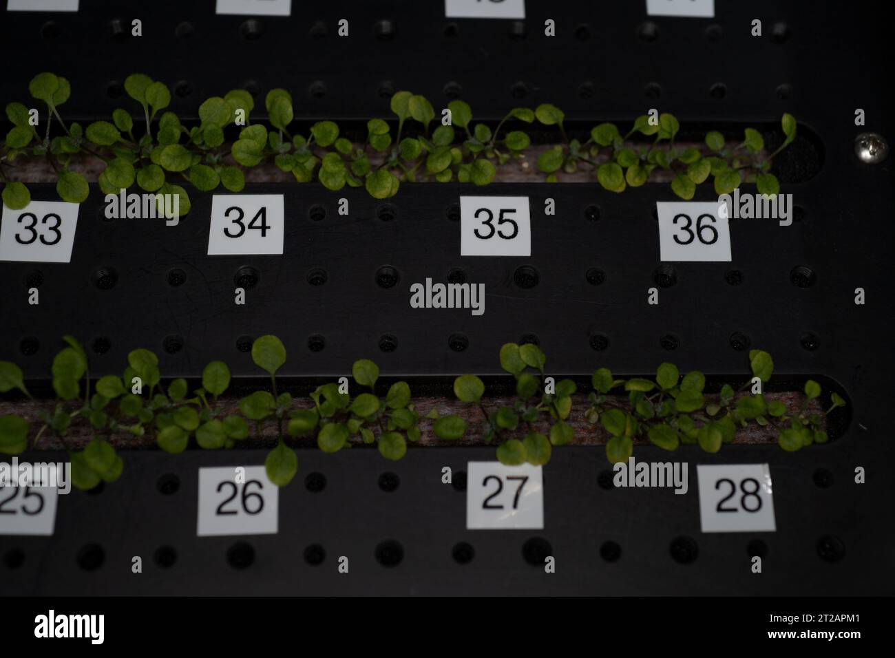 Arabidopsis seedlings grow in Plant Habitat-03 aboard the International ...