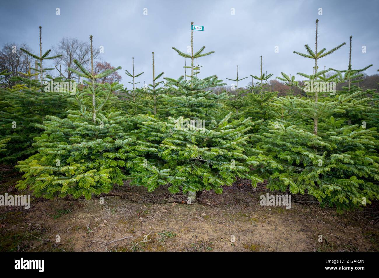 Christmas Tree Farm. Christmas Trees growing in a field Stock Photo - Alamy