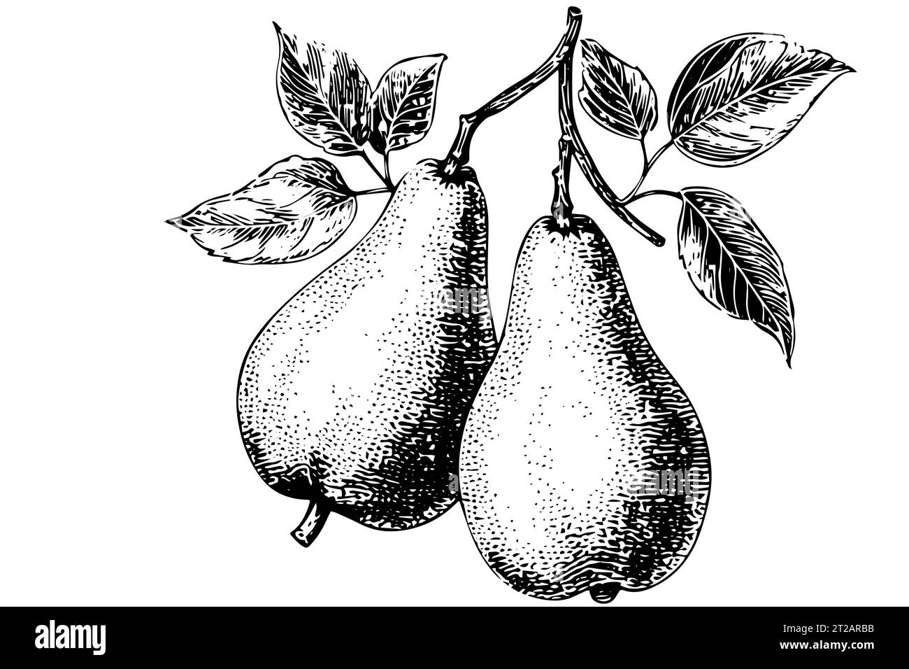 Pear Fruit Hand Drawn Ink Sketch Engraved Style Vector Illustration
