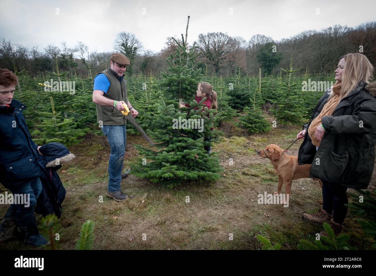Christmas Tree Farm. A family cut down a Christmas tree before taking ...