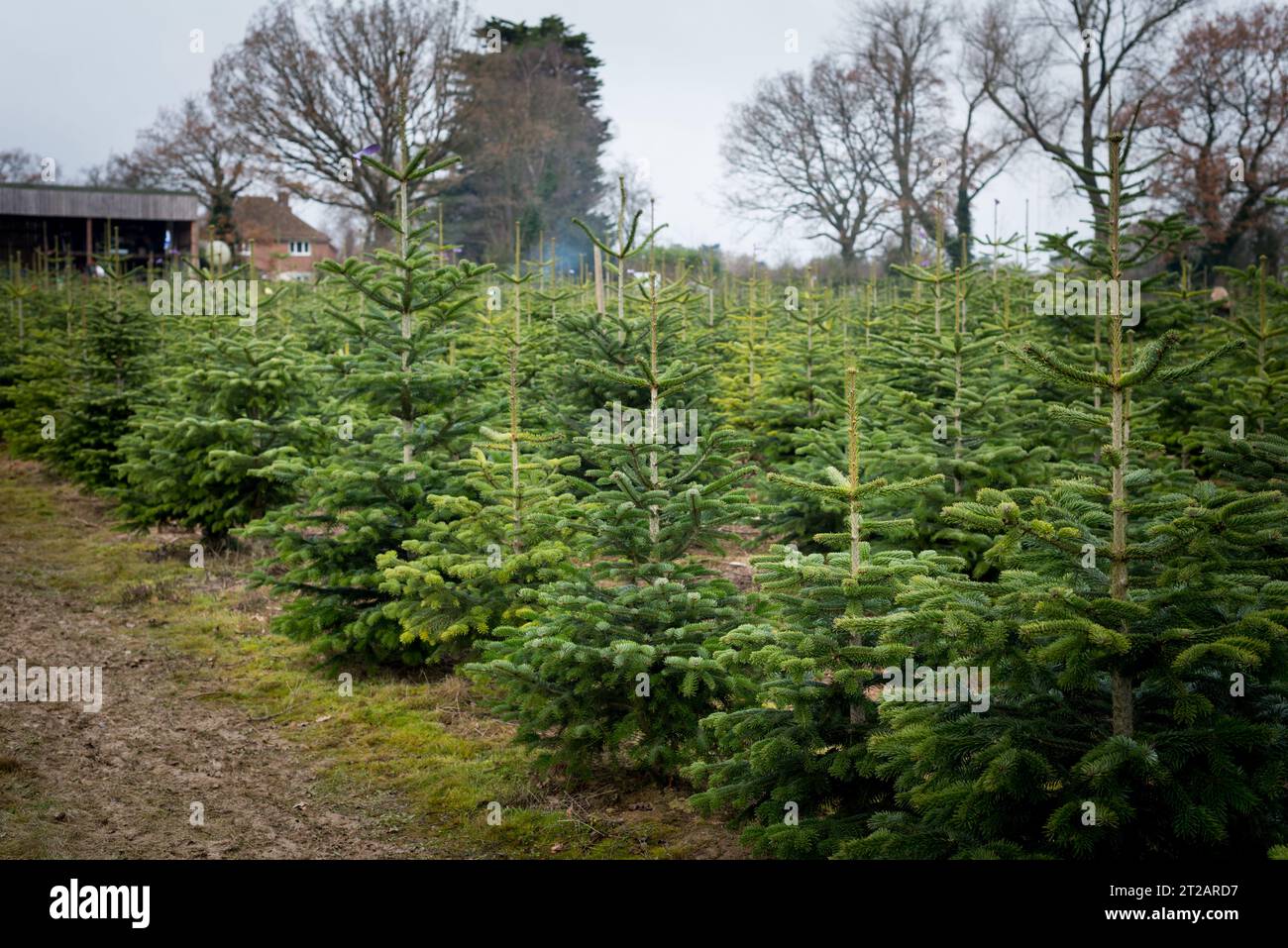 Christmas Tree Farm. Christmas Trees growing in a field Stock Photo - Alamy