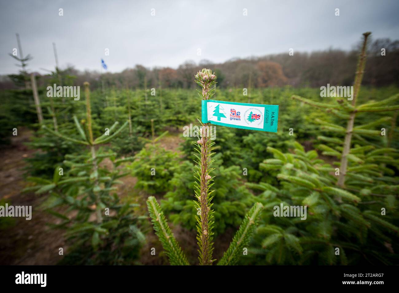 Christmas Tree Farm. Christmas Trees growing in a field Stock Photo - Alamy