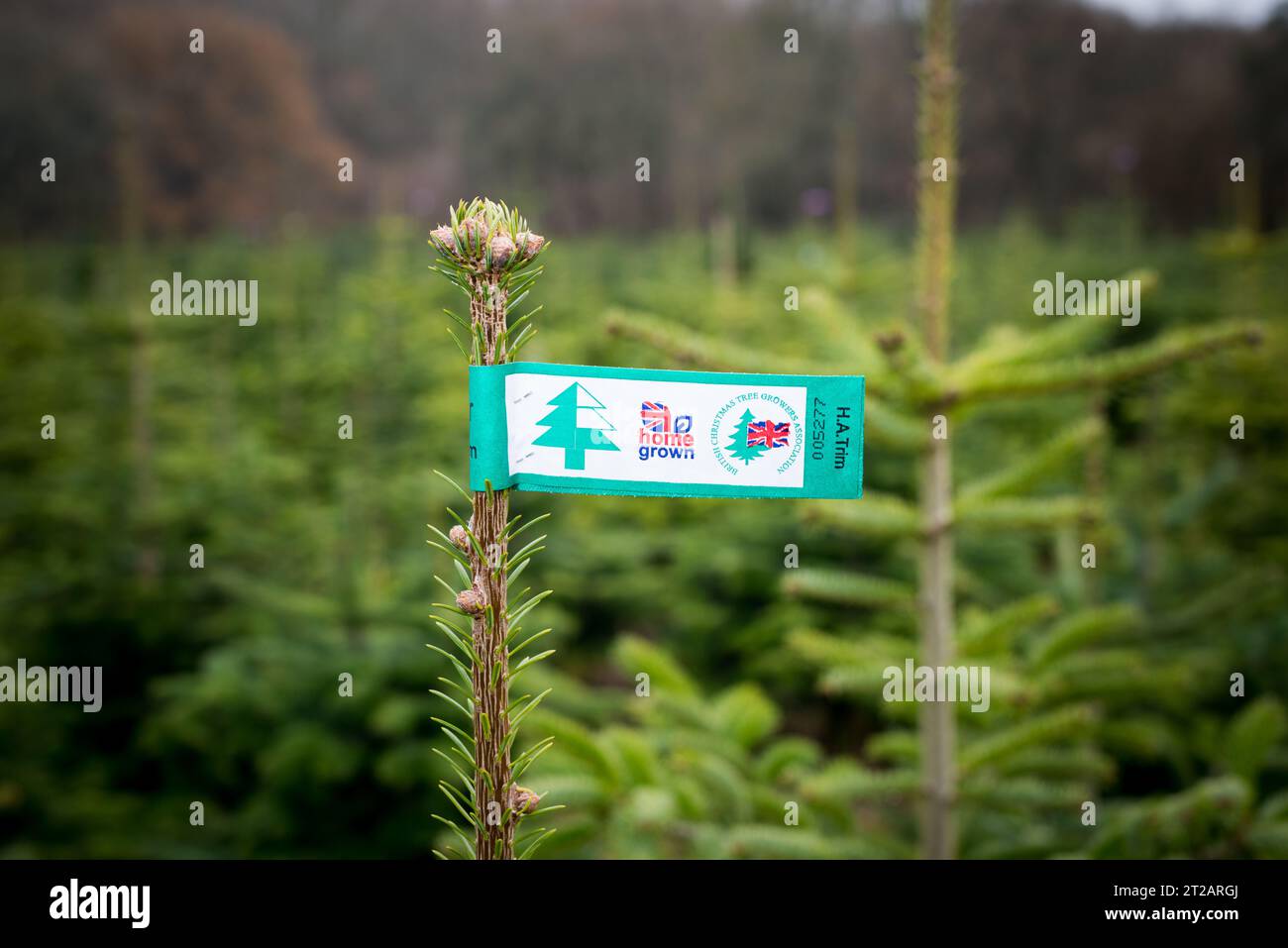 Christmas Tree Farm. Christmas Trees growing in a field Stock Photo - Alamy