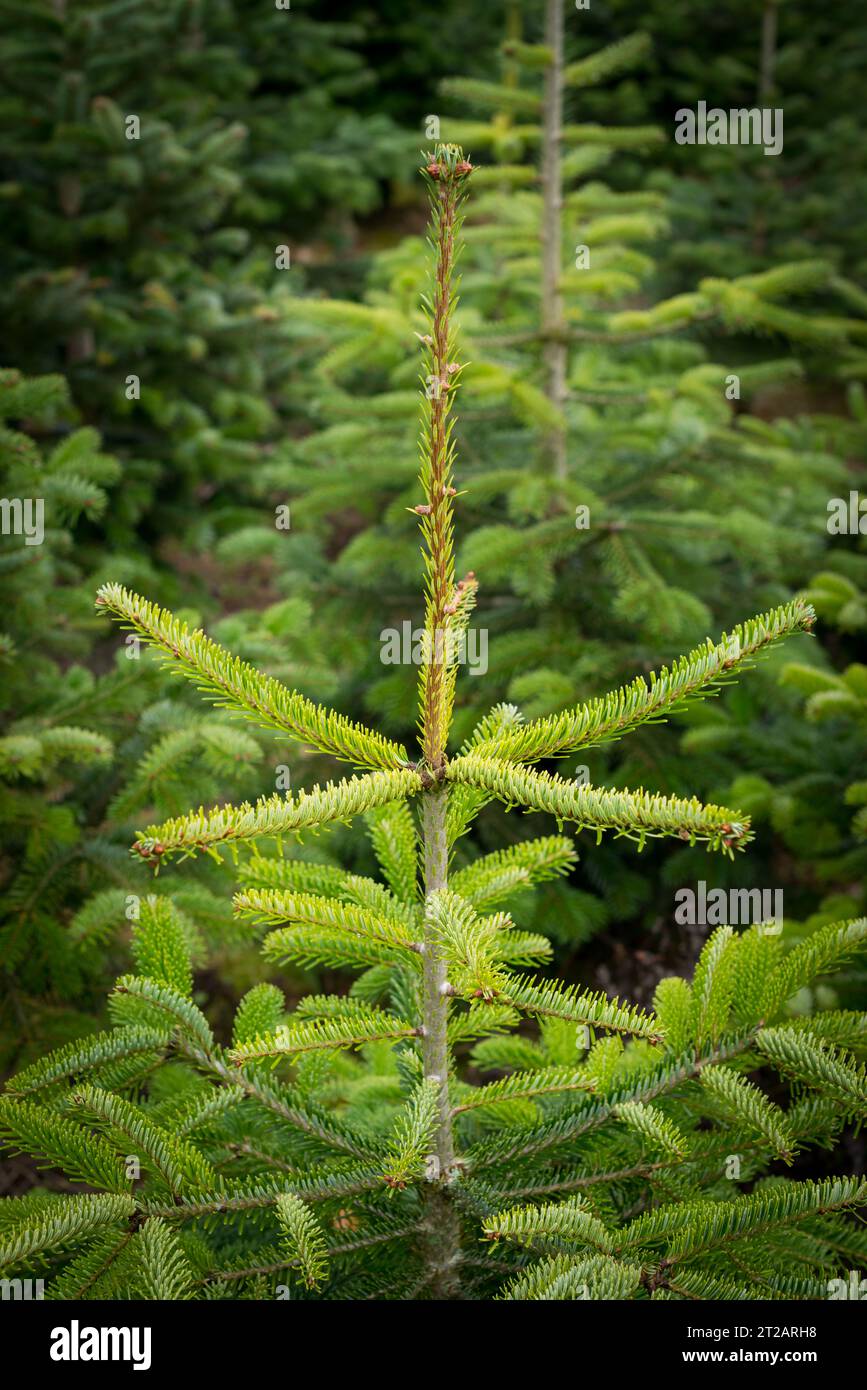 Christmas Tree Farm. Christmas Trees growing in a field Stock Photo - Alamy