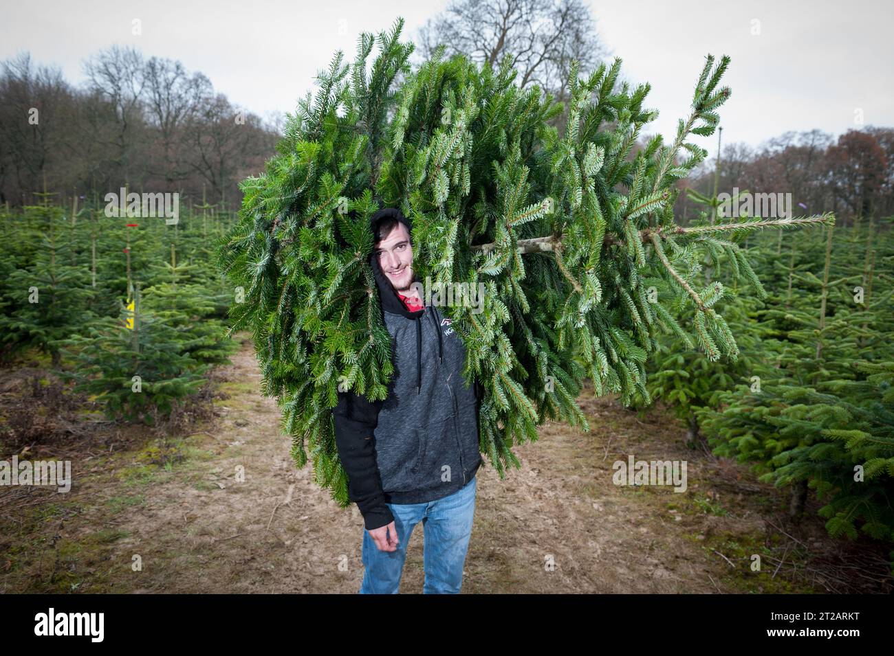 Man christmas tree hi-res stock photography and images - Alamy