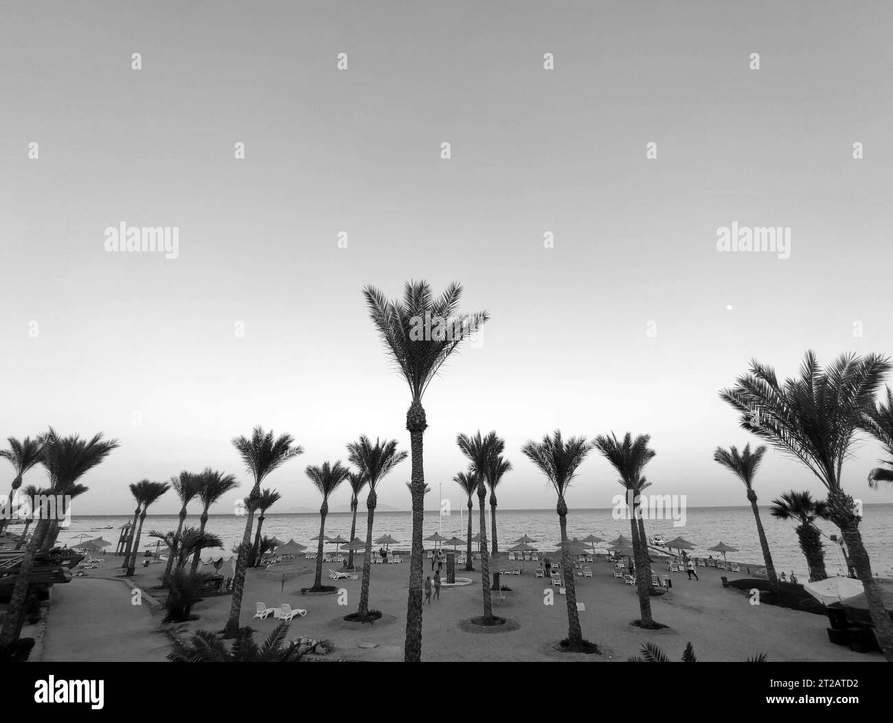 Palm trees silhouettes at the Egypt hotel Stock Photo - Alamy