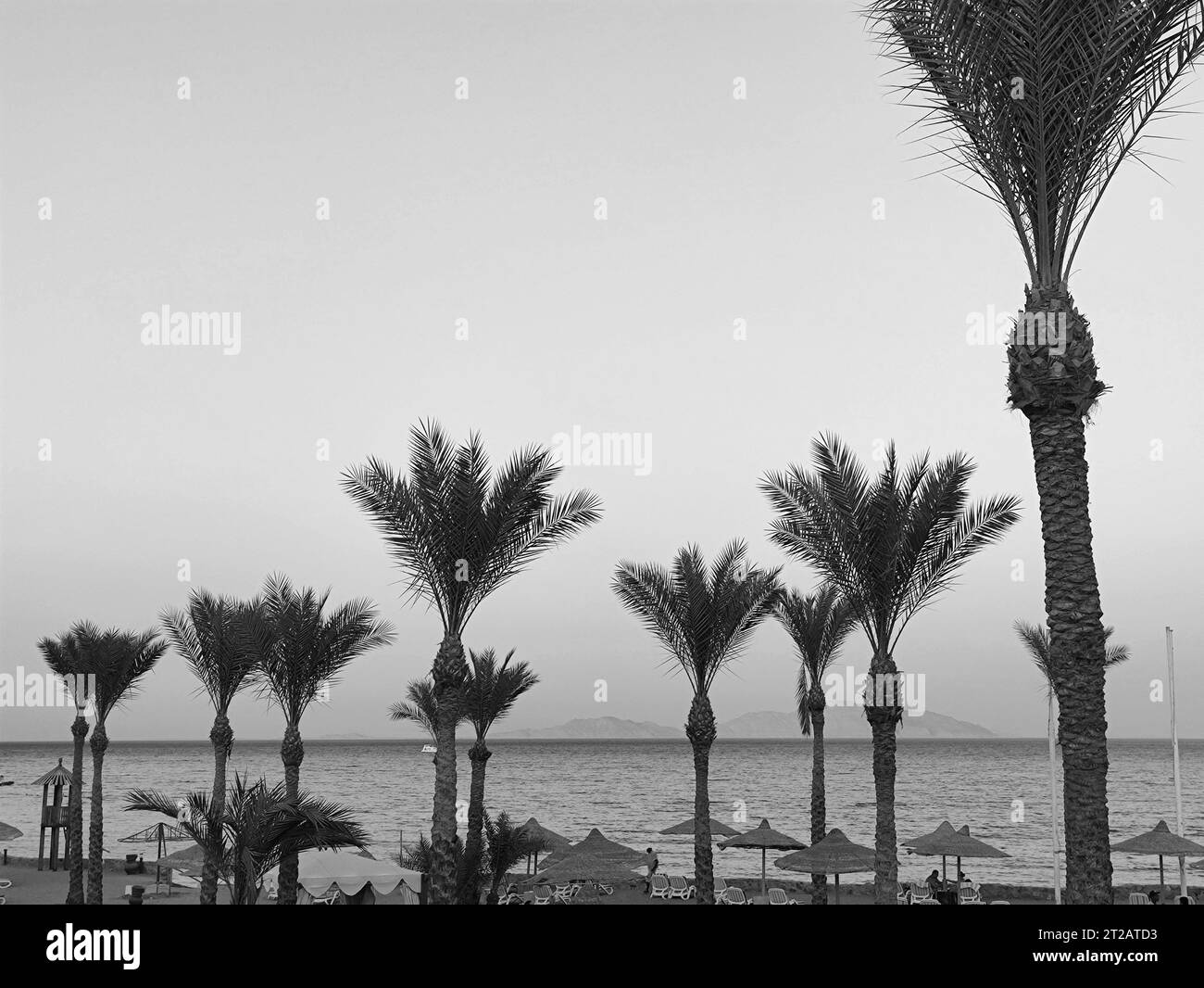 Palm trees silhouettes at the Egypt hotel Stock Photo - Alamy