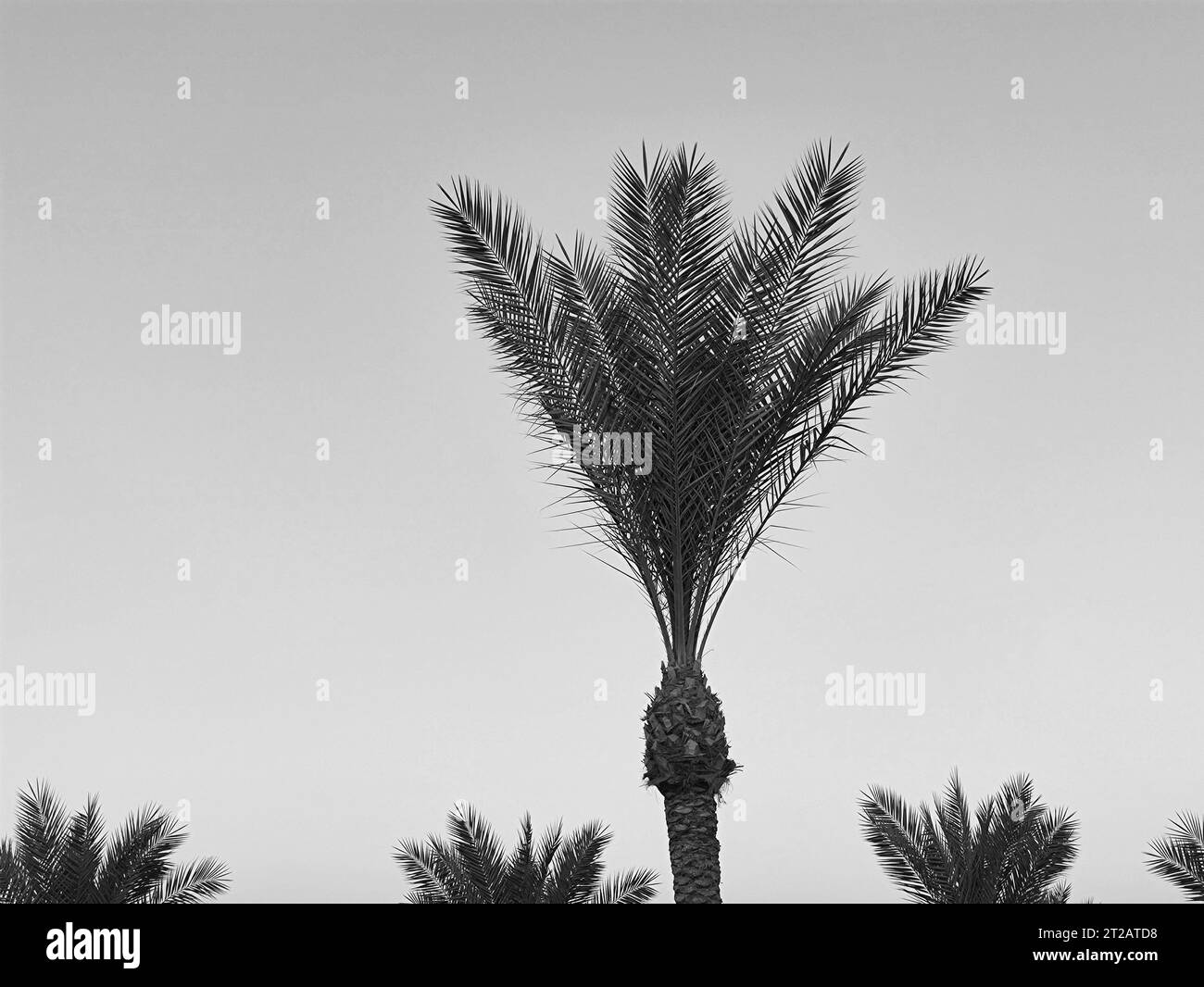 Palm trees silhouettes at the Egypt hotel Stock Photo - Alamy