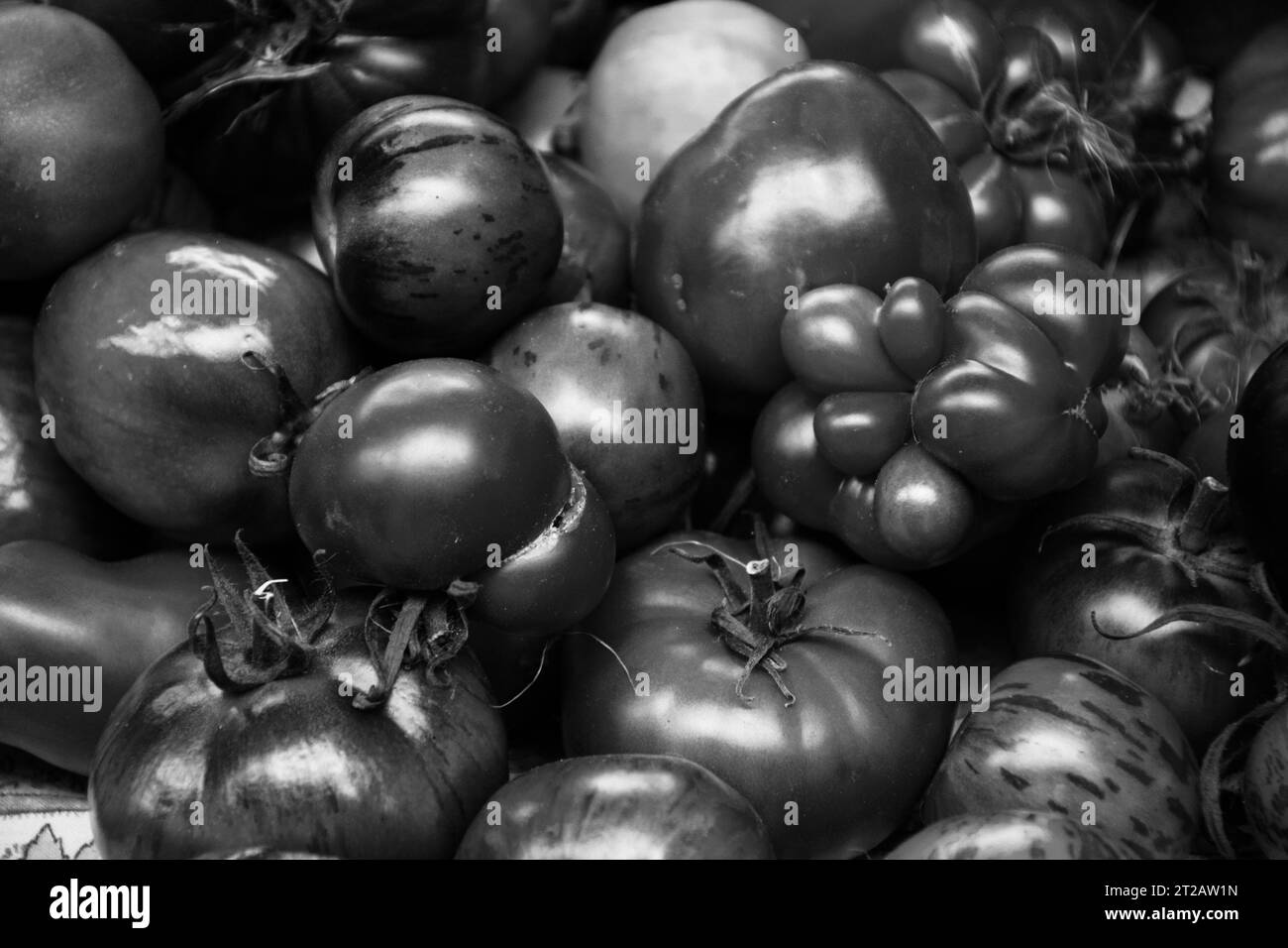 Heirloom organic imperfect tomatoes at local farmer market in France ...