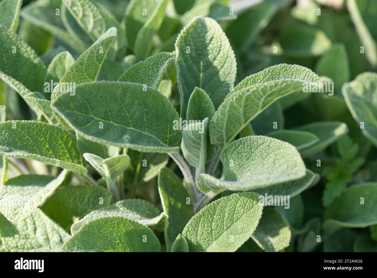 Sage or common sage (Salvia officinalis) pale green glaucous, greyish ...