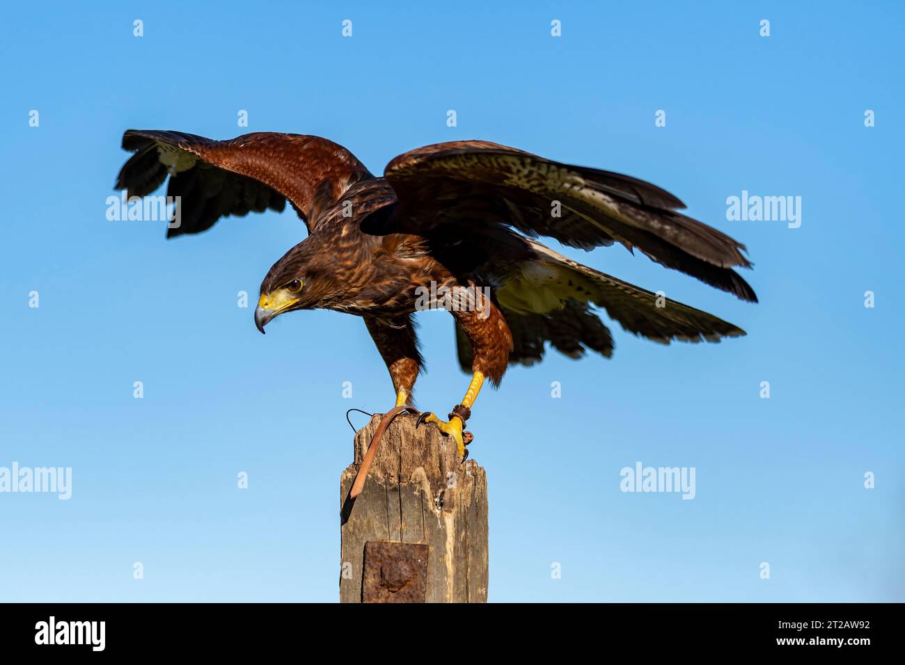 Hawk landing hi-res stock photography and images - Alamy