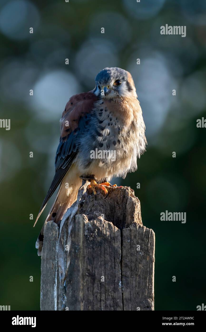 American Kestrel bird of prey perching on post Stock Photo - Alamy