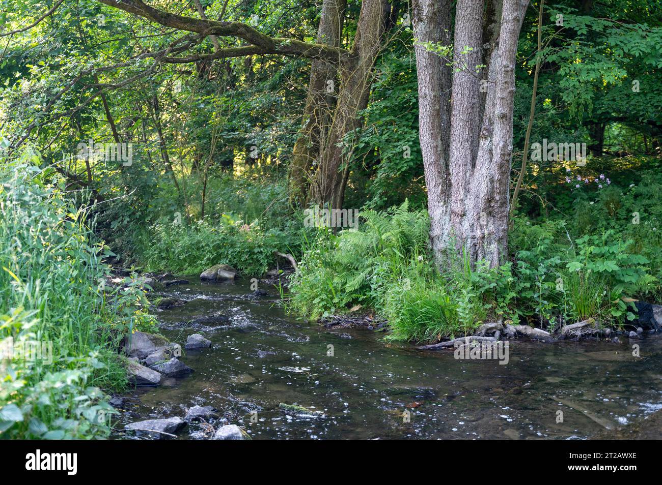 The Eder - A river in Germany in a green landscape with low water level ...